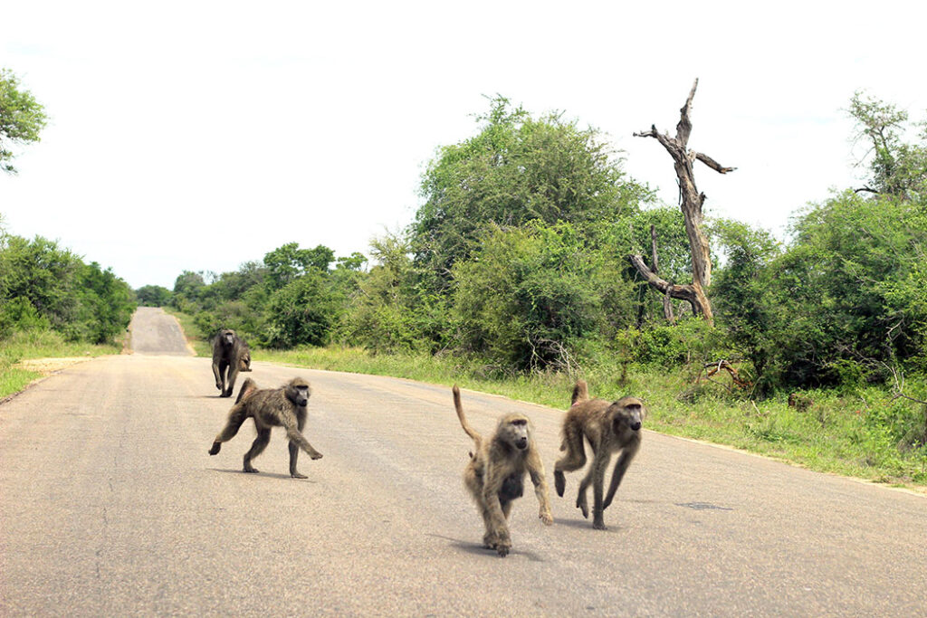 Safari en Afrique du Sud: Guide complet pour visiter le parc Kruger