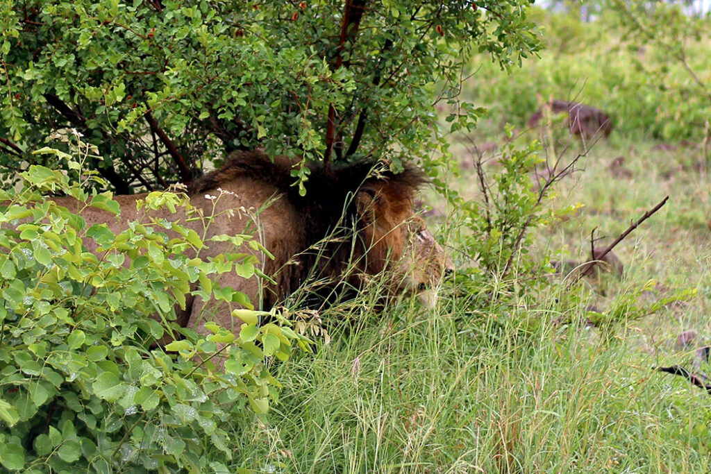 Safari en Afrique du Sud: Guide complet pour visiter le parc Kruger
