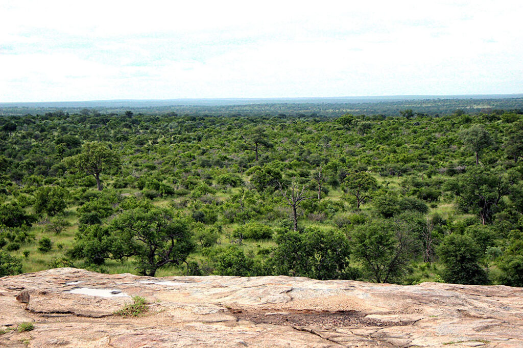 Safari en Afrique du Sud: Guide complet pour visiter le parc Kruger