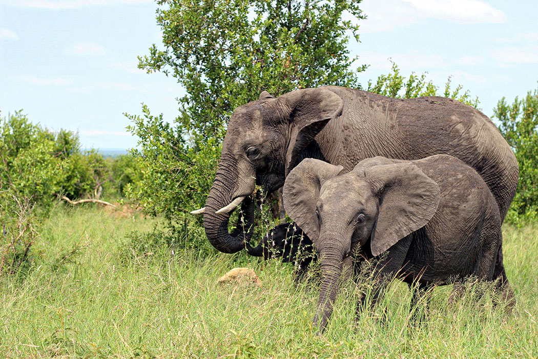 Safari en Afrique du Sud: Guide complet pour visiter le parc Kruger