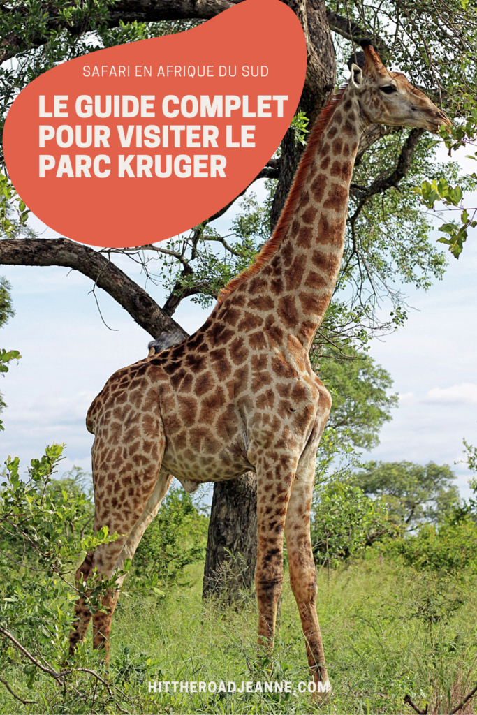 Safari en Afrique du Sud: Guide complet pour visiter le parc Kruger