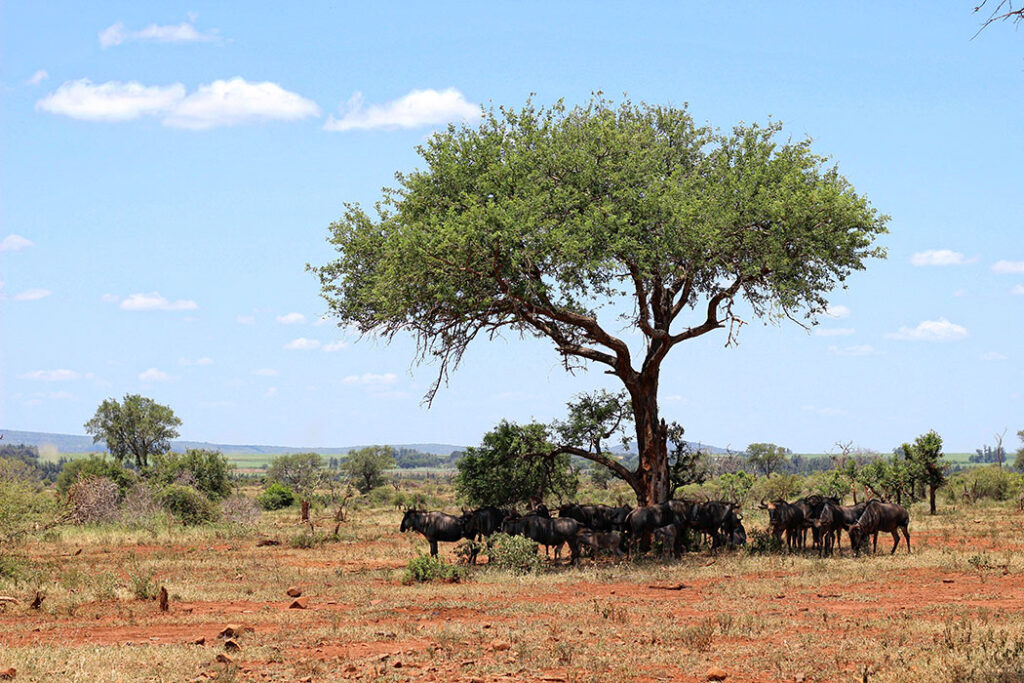 Safari en Afrique du Sud: Guide complet pour visiter le parc Kruger