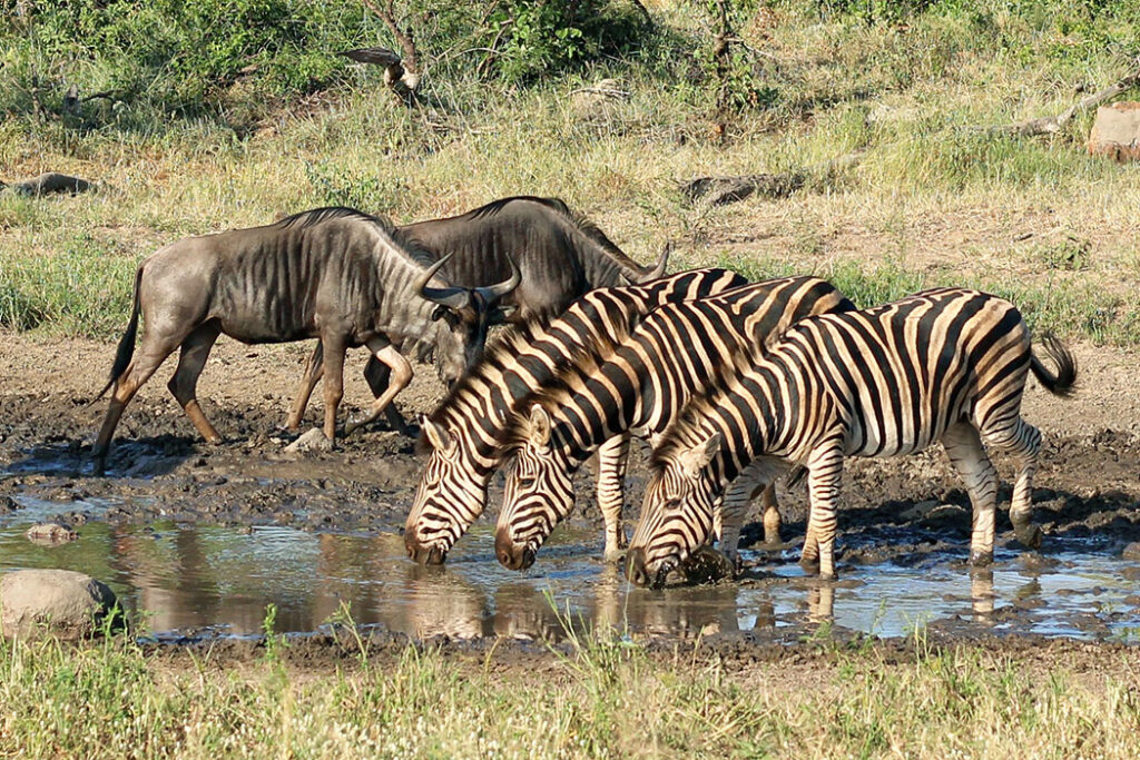 Safari en Afrique du Sud: Guide complet pour visiter le parc Kruger